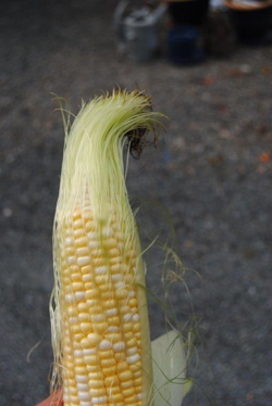 Reflections in Nature: Corn is authentically American | News, Sports ...